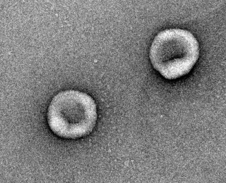 Exodus H-600 - Exodus Bio Is great!