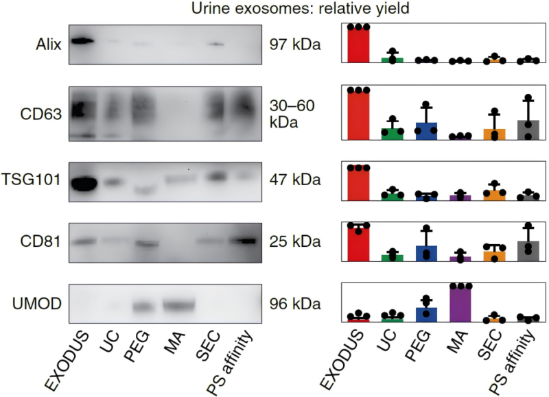 Extracellular Vesicles - Exodus Bio